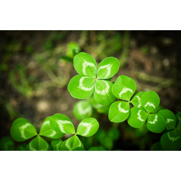 17 Stories Vierblättriges Kleeblatt von Jeja - Kunstdrucke auf Leinwand ohne Rahmen | Wayfair.de